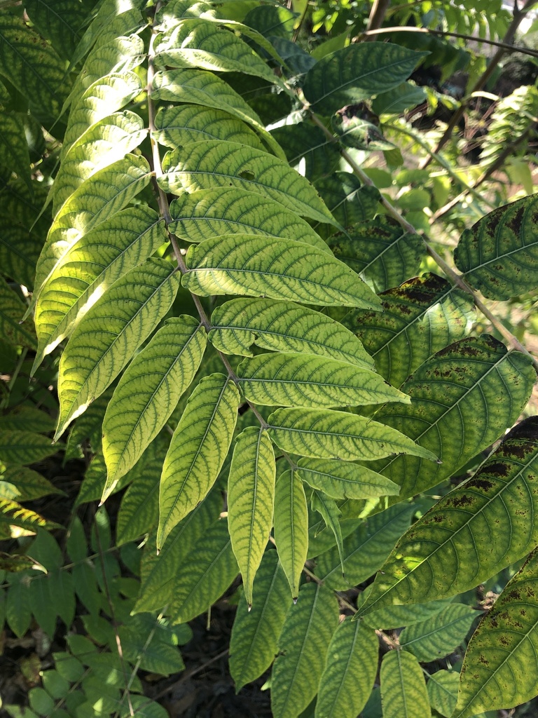 tree-of-heaven from Landa St, Los Angeles, CA, US on December 25, 2023 ...