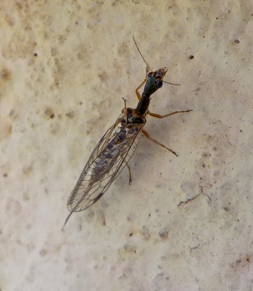 Raphidiid Snakeflies from Ferma 722 00, Greece on April 02, 2019 at 03: ...