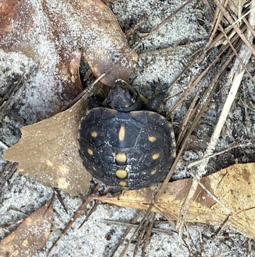 Common Box Turtle from 1500 Chowkeebin Nene, Tallahassee, FL 32301, USA ...
