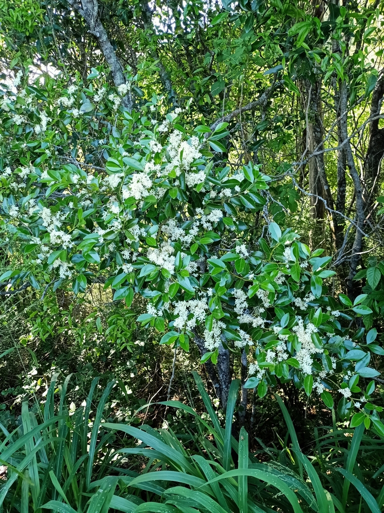 plants from Kilcoy, AU-QL, AU on December 26, 2023 at 07:58 AM by Gavin ...