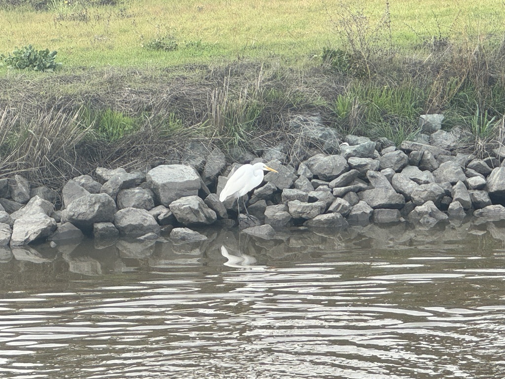 Great Egret from Mike Gartrell Cir, Sacramento, CA, US on December 25 ...