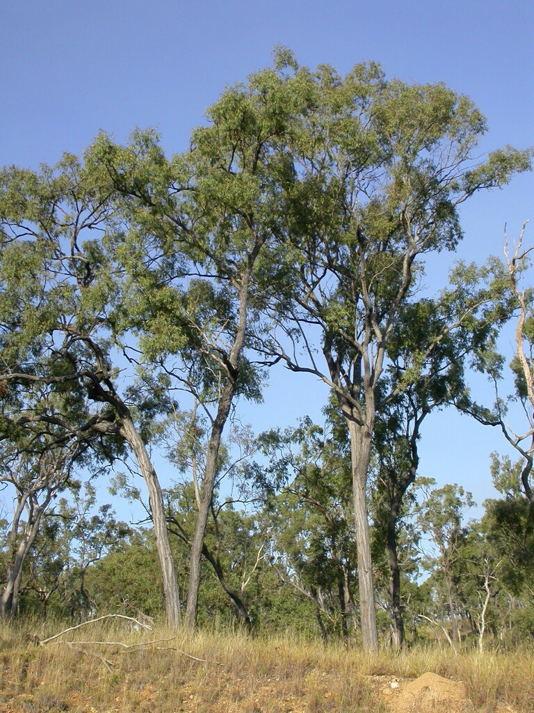 Narrow-leaved Ironbark (Logan RE 12.8.24 Flora) · iNaturalist