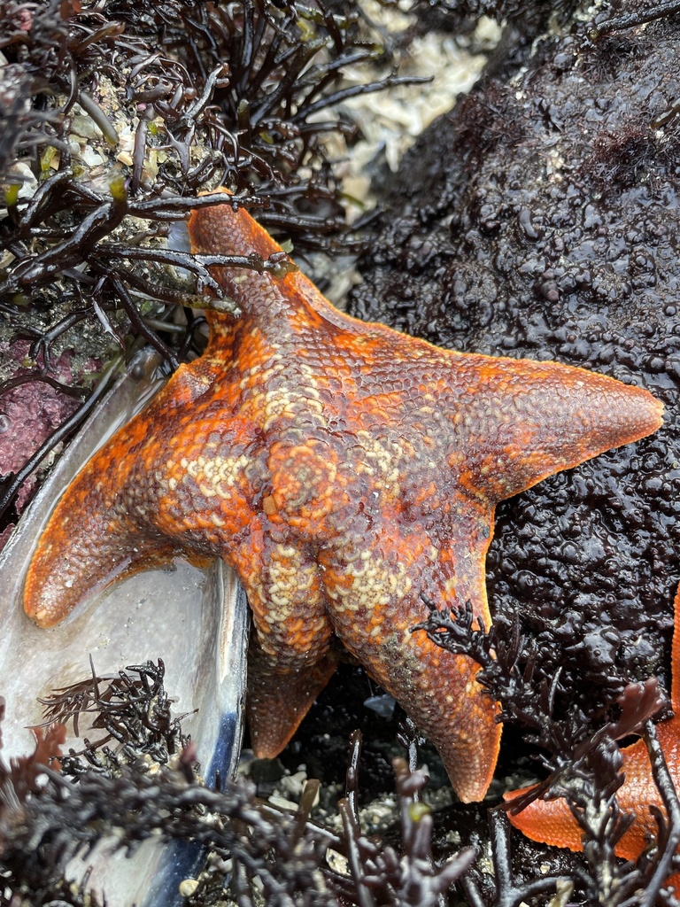 Bat Star from North Pacific Ocean, CA, US on December 24, 2023 at 03:11 ...