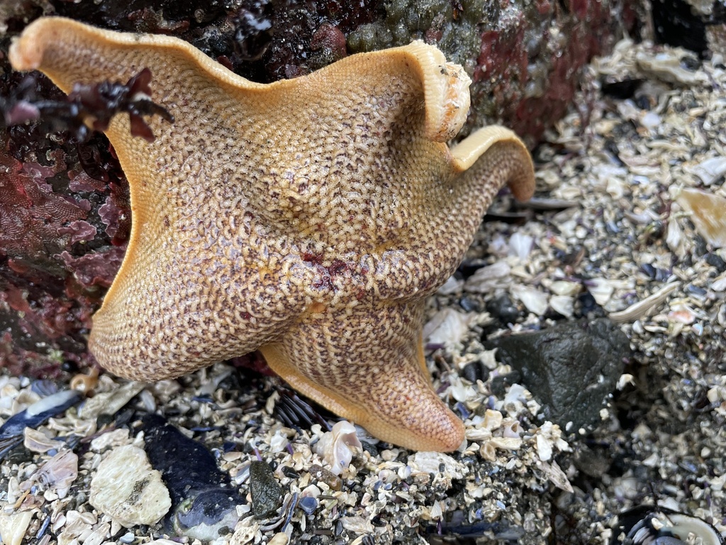 Bat Star from North Pacific Ocean, CA, US on December 24, 2023 at 03:08 ...