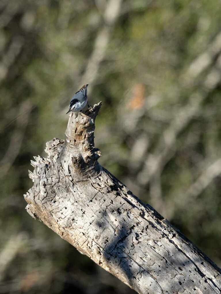 White-breasted Nuthatch from Overlook of Father Junipero Serra Trail ...
