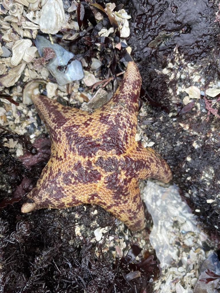 Bat Star from North Pacific Ocean, CA, US on December 24, 2023 at 03:13 ...