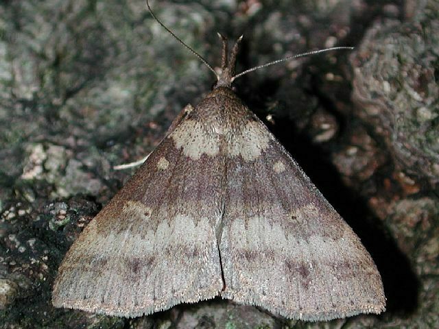 Discolored Renia Moth from Jamaica Bay Wildlife Refuge, Queens, NY, USA ...