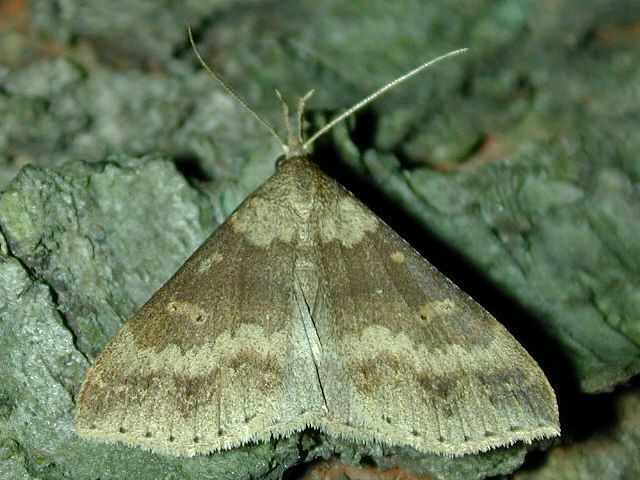 Discolored Renia Moth from Floyd Bennet Field, Brooklyn, NY, USA on ...