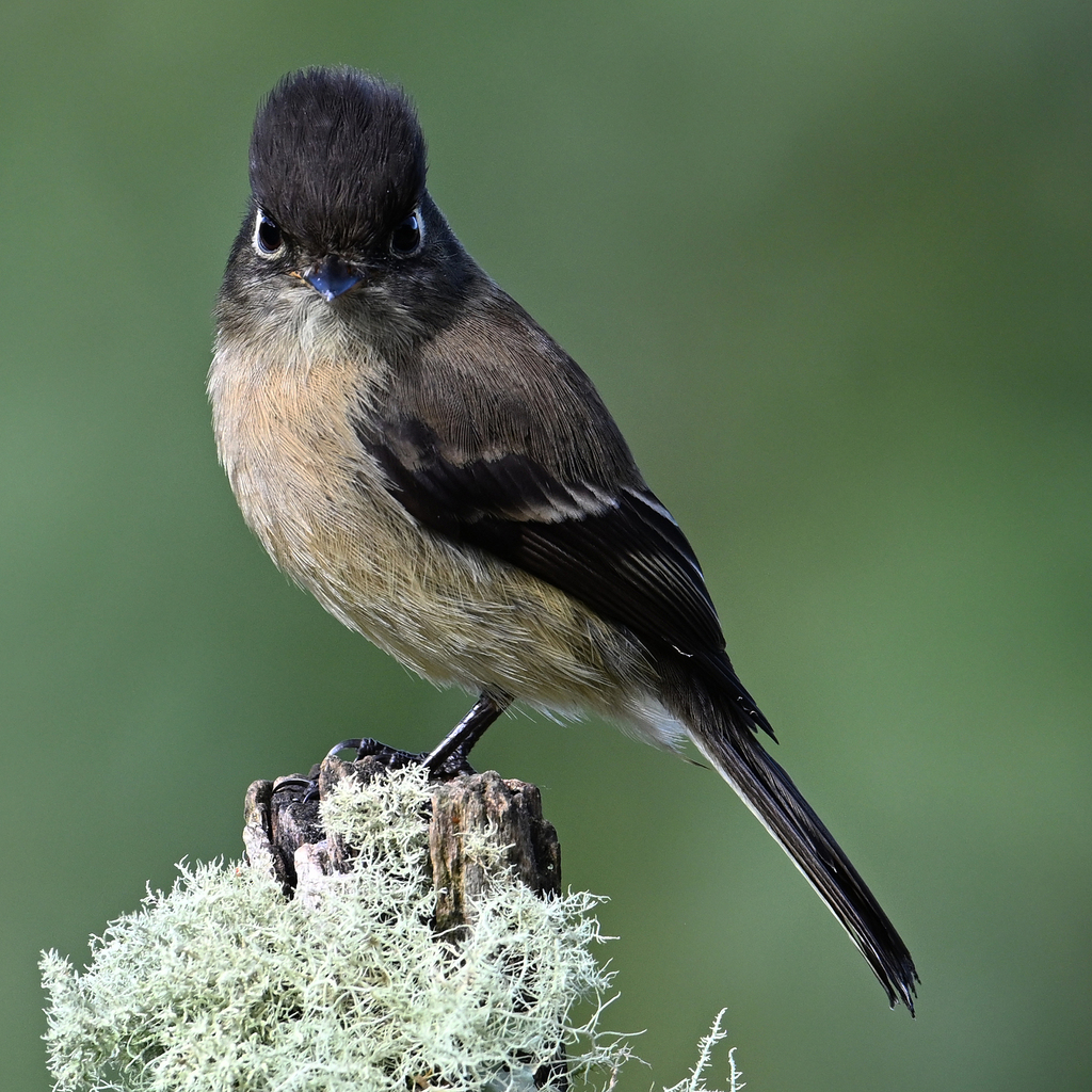 Black-capped Flycatcher from San José Province, Copey District, Costa ...