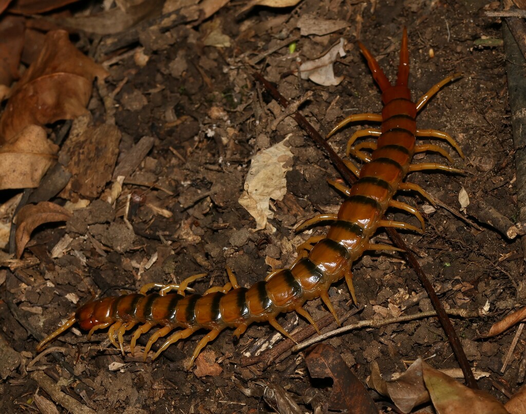 Australasian Giant Centipede from Palmview QLD 4553, Australia on ...