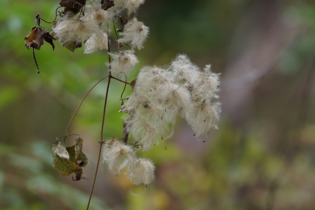 Netleaf Leather Flower from Pinellas, Florida, United States on ...