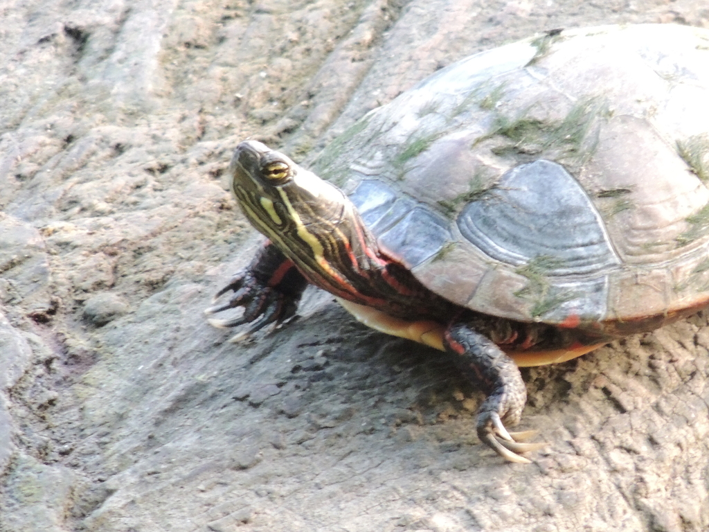 Painted Turtle from Bloomfield Hills, MI 48304, USA on August 8, 2023 ...