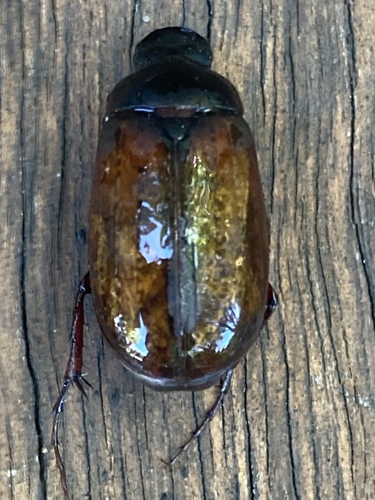 June Beetles in December 2023 by Christine Rand. In pool About 2cm in ...
