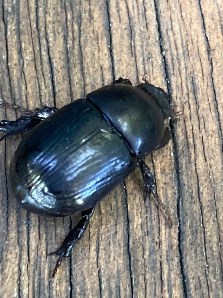 African Black Beetle in December 2023 by Christine Rand. In pool About ...