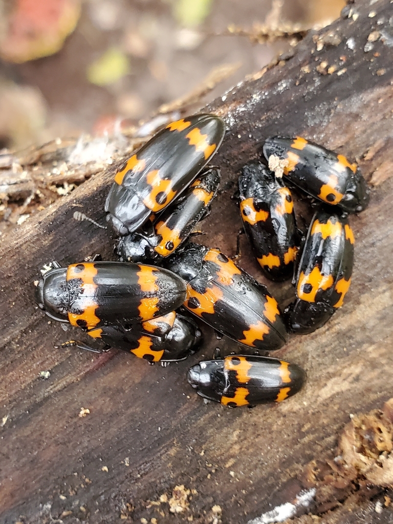 Red-banded Fungus Beetle from Dayton, TX 77535, USA on December 25 ...