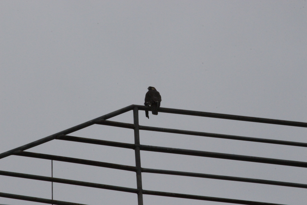 Aplomado Falcon from Butantã, São Paulo - State of São Paulo, Brazil on ...