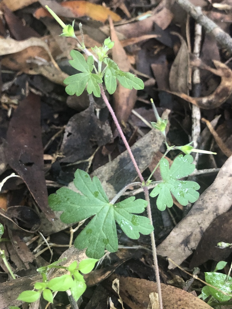 Geranium gardneri from Moyne Shire, Cudgee, VIC, AU on December 26 ...
