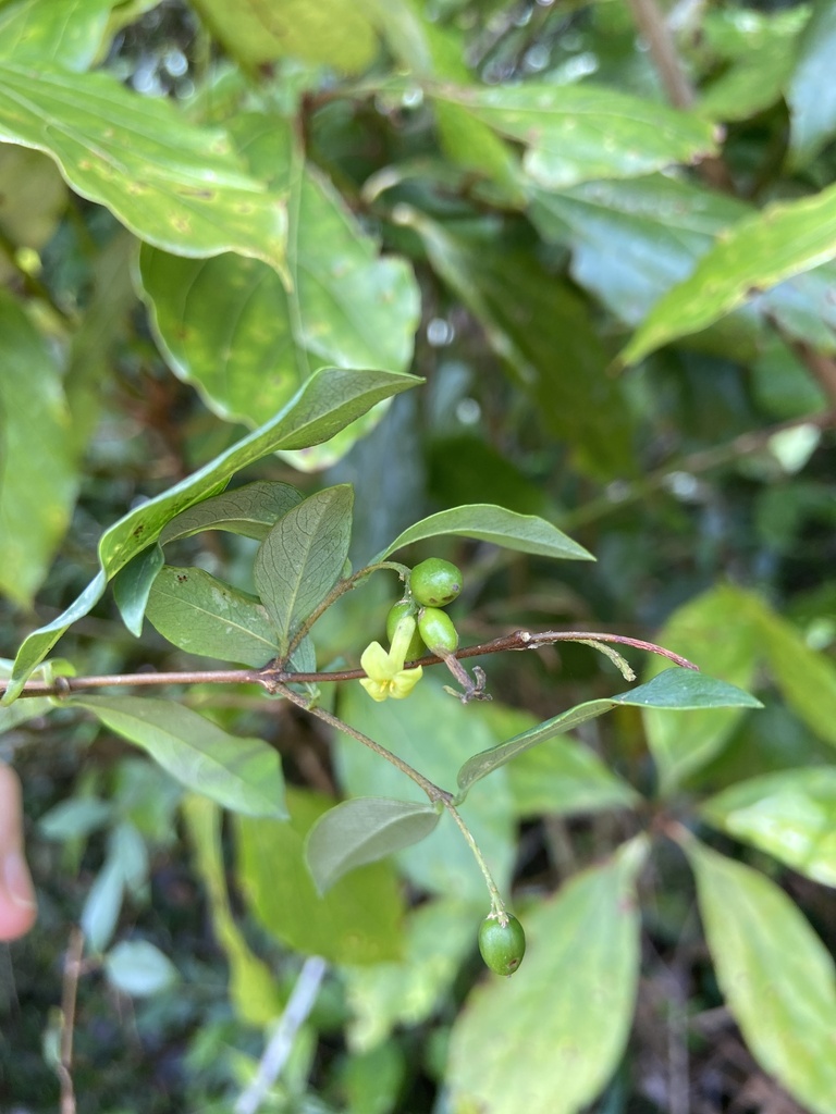 Bootlace Plant from Millaa Millaa, QLD, AU on December 26, 2023 at 10: ...