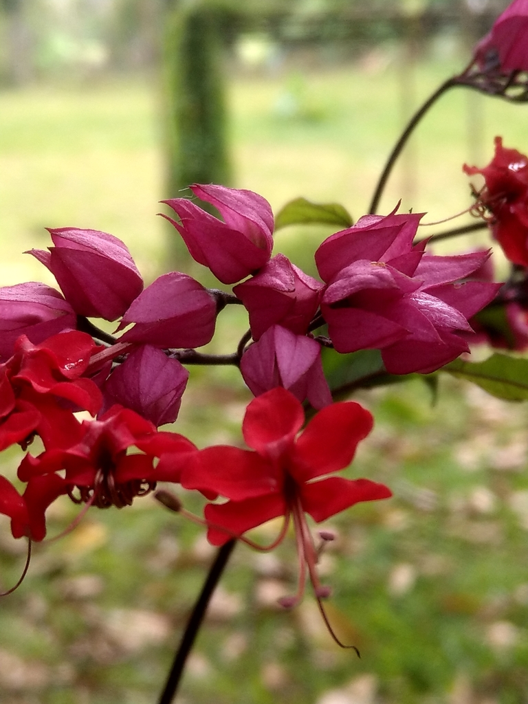 Red Bleeding Heart Vine from Z004 Xishuangbanna Tropical Botanical ...