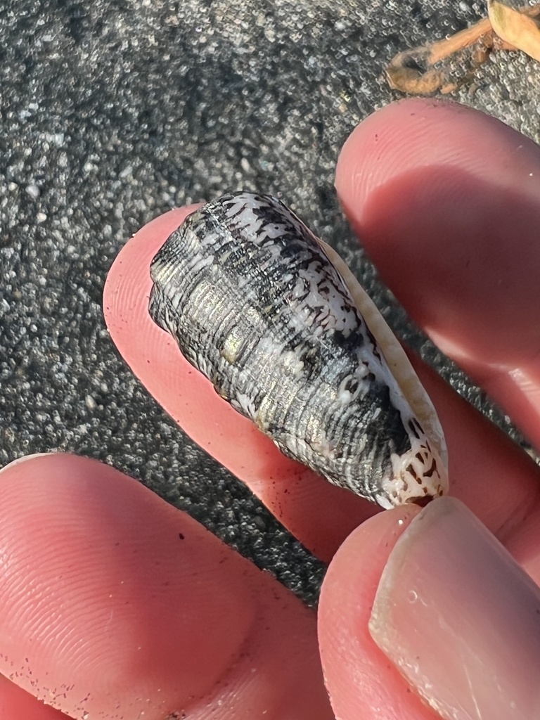 Morum tuberculosum from Calle Azur, Santa Cruz, Guanacaste, CR on ...