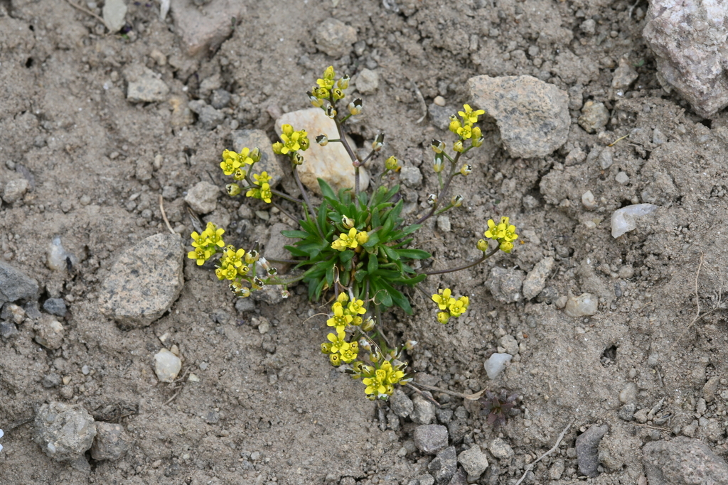 Snowbed Whitlow-grass from Park County, CO, USA on July 29, 2023 at 11: ...