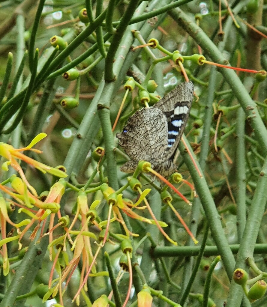 Genoveva Azure from Yundi SA 5172, Australia on March 1, 2020 at 11:51 ...
