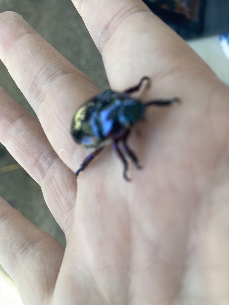 Repsimus aeneus from Figtree Dr, Diamond Beach, NSW, AU on December 26 ...