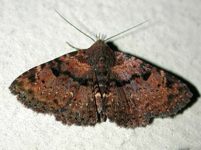 Four-spotted Fungus Moth from Floyd Bennet Field, Brooklyn, NY, USA on ...