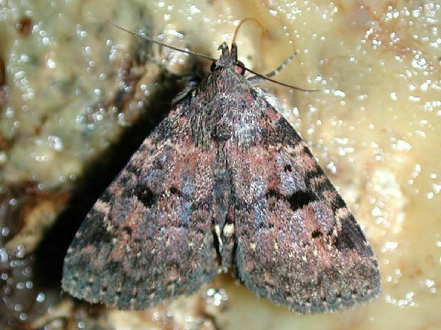 Four-spotted Fungus Moth from Jamaica Bay Wildlife Refuge, Queens, NY ...