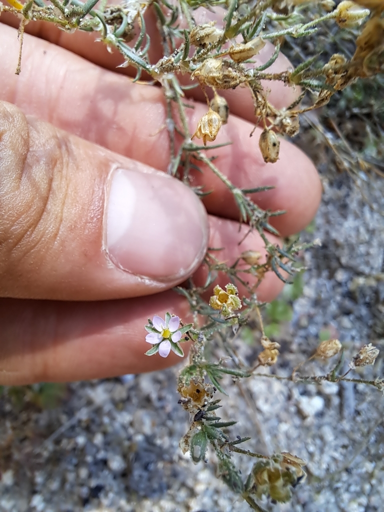 Red Sand Spurrey from Berry Creek, CA 95916, USA on August 30, 2023 at ...