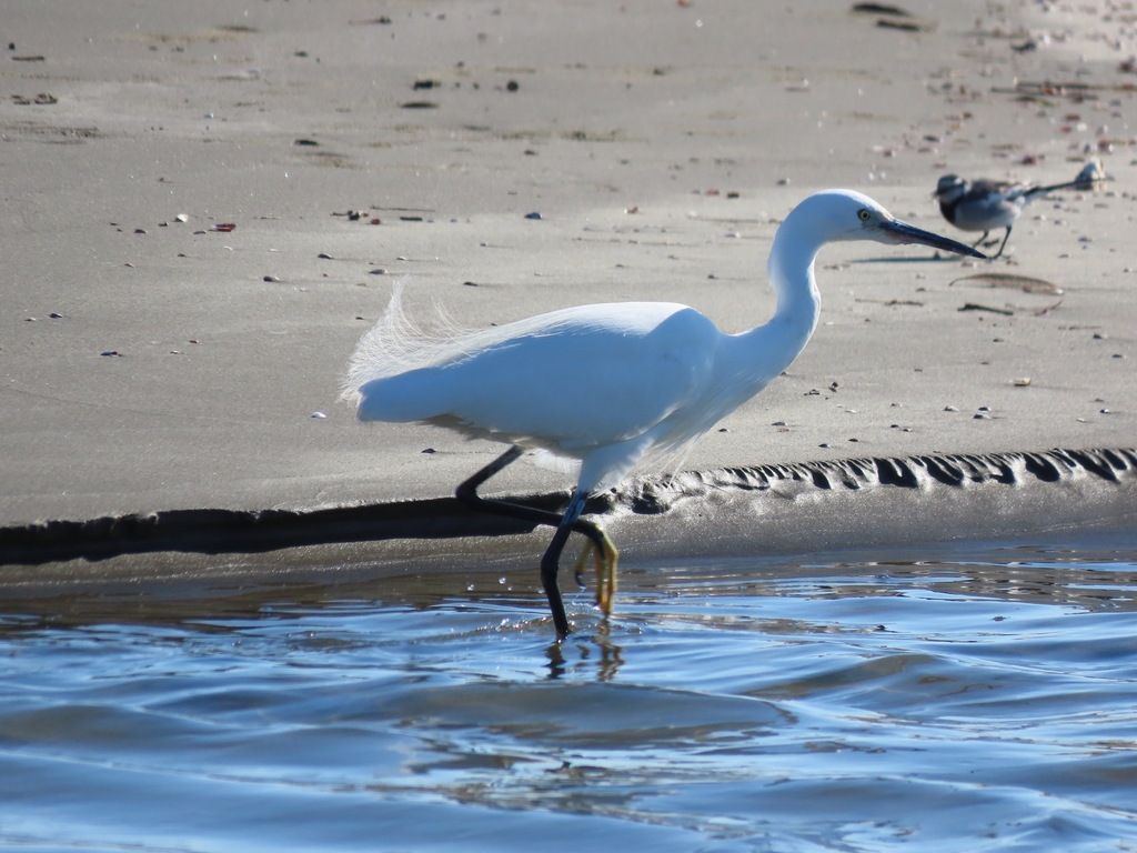 Little Egret from Shiinauchi, Asahi, Chiba 289-2514, Japan on December ...