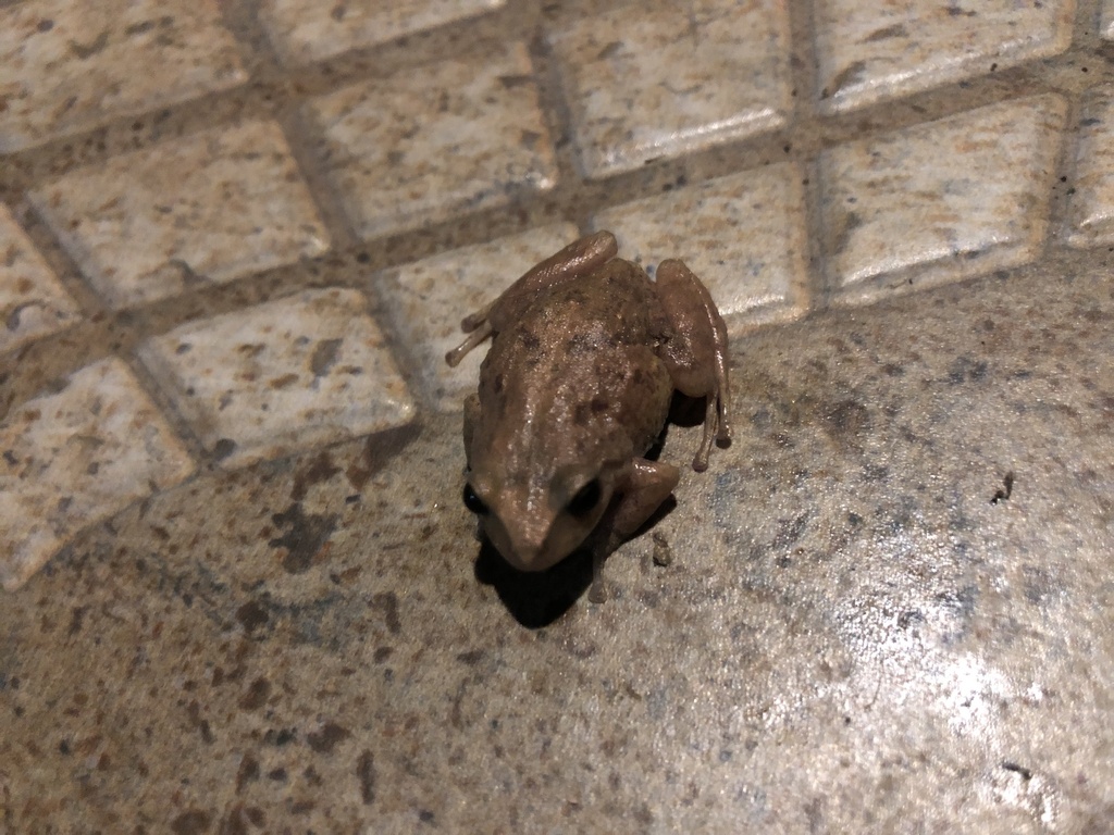 Striped Robber Frog from Cayambe, Pichincha, EC on December 25, 2023 at ...