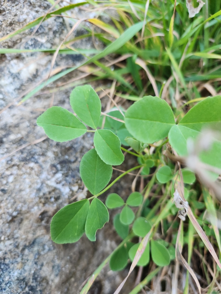 bur clover from Santa Rosa Wildlife Area, Riverside County, US-CA, US ...