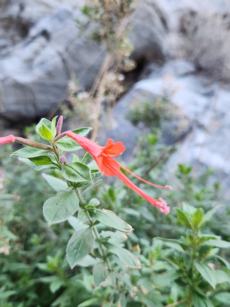 California fuchsia from Santa Rosa Wildlife Area, Riverside County, US ...