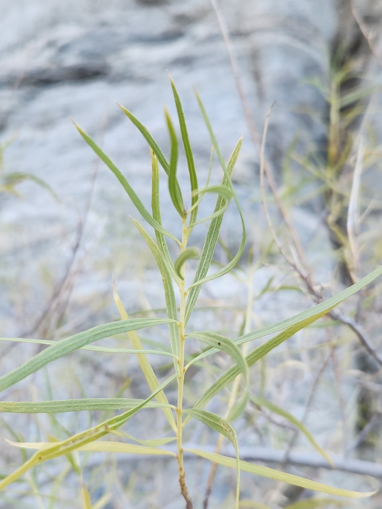 desert willow from Santa Rosa Wildlife Area, Riverside County, US-CA ...
