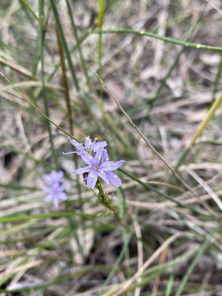 blue grass lily from Nola Ct, Bundoora, VIC, AU on December 26, 2023 at ...