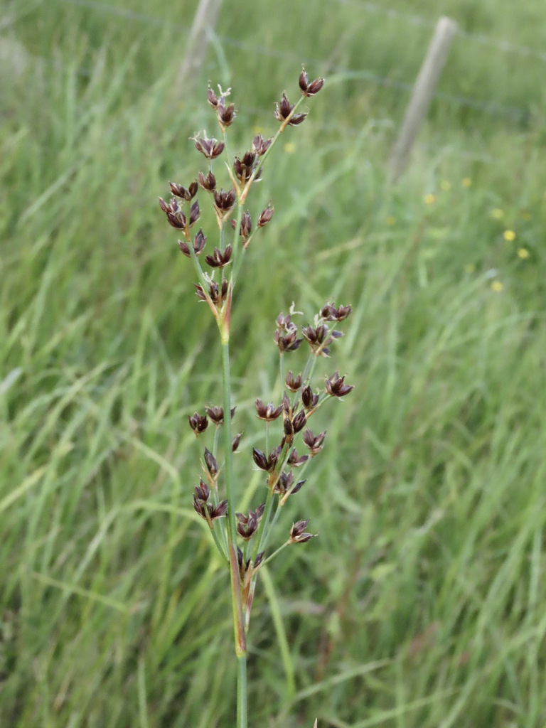 Jointed rush from Matakohe, New Zealand on November 7, 2023 at 05:59 PM ...