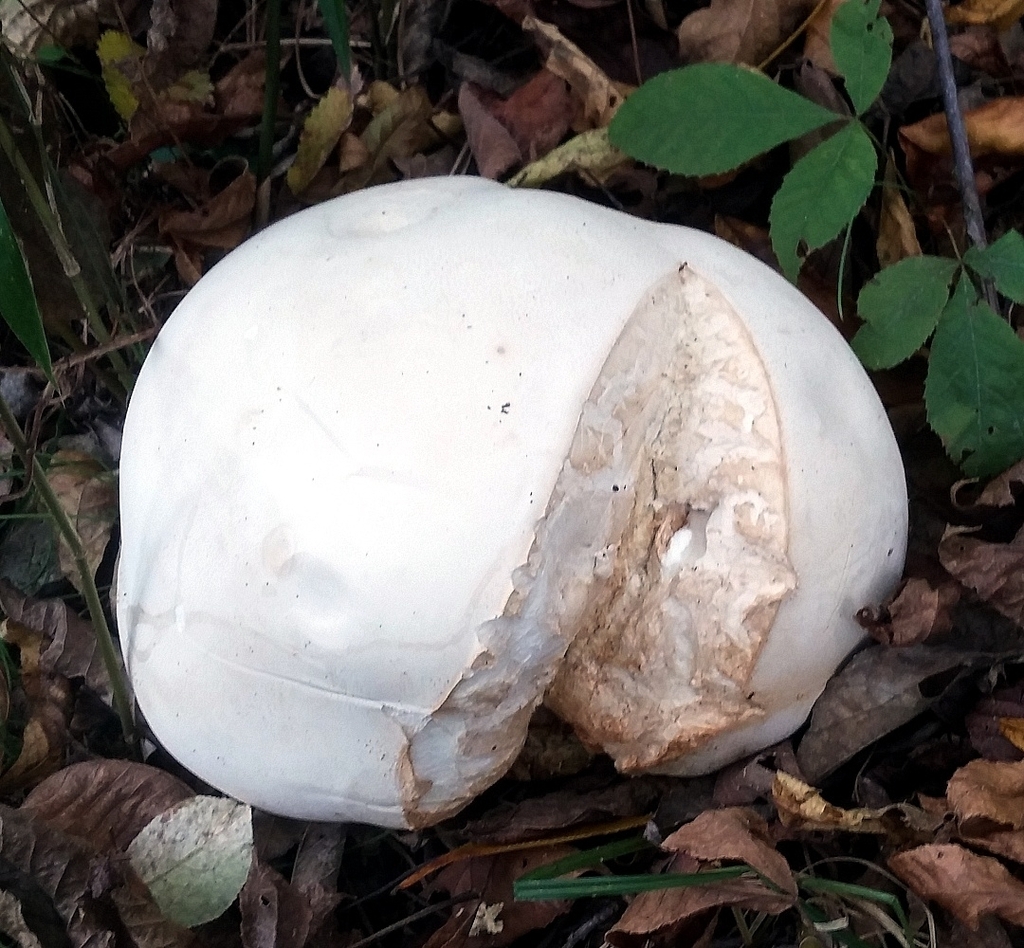 giant puffball from Buffalo, KY 42716, USA on October 27, 2017 by ...