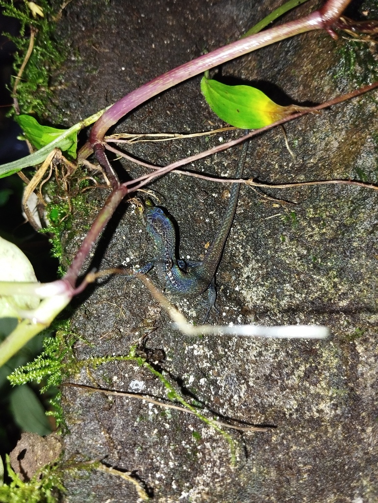 Colombian Lightbulb Lizard in November 2023 by Álvarez-Arellano D ...