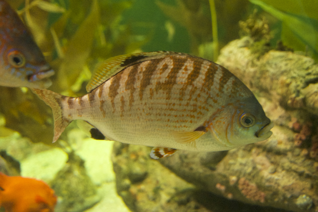 Rainbow Seaperch (Saltwater Fish of California) · iNaturalist