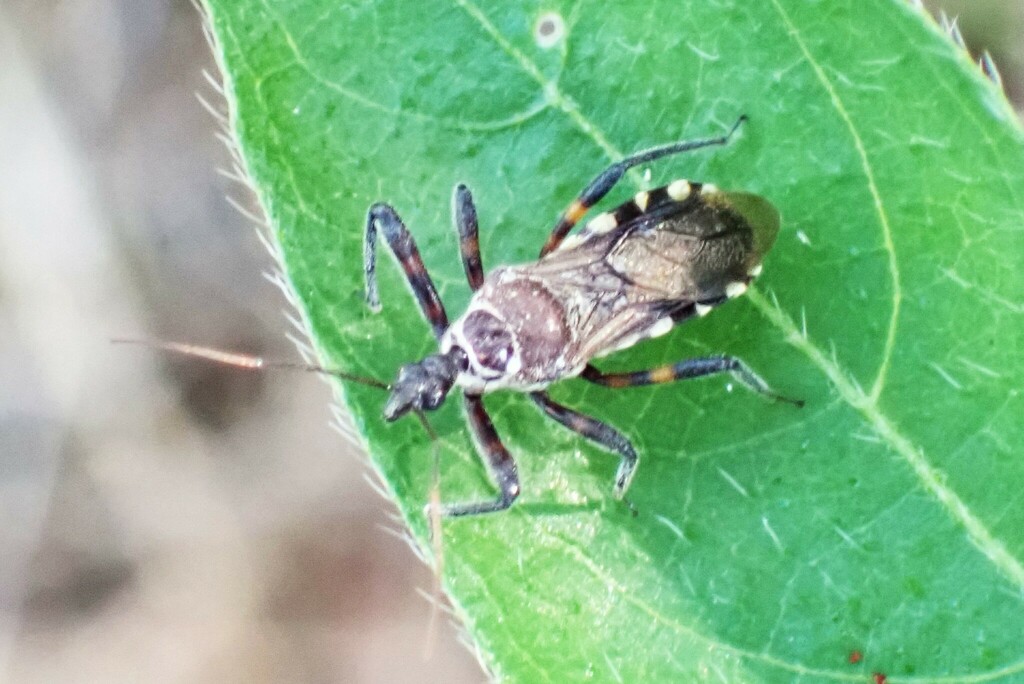 Flower Assassin Bugs from Mhlatikop Trail, Malelane, South Africa on ...