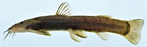 Inkomati Mountain Catfish (Amphilius engelbrechti) · iNaturalist
