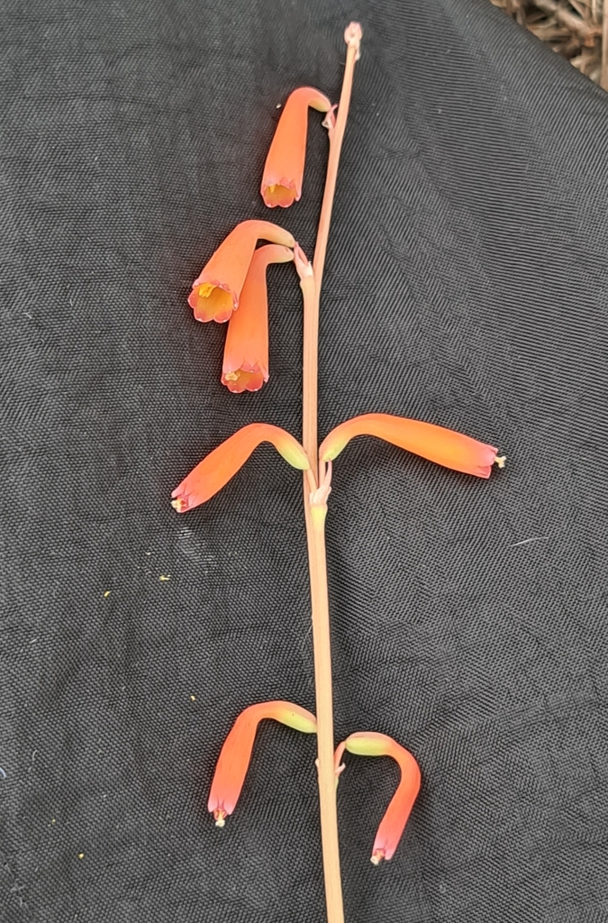 Polianthes geminiflora geminiflora desde 58346 Mich., México el 25 de ...