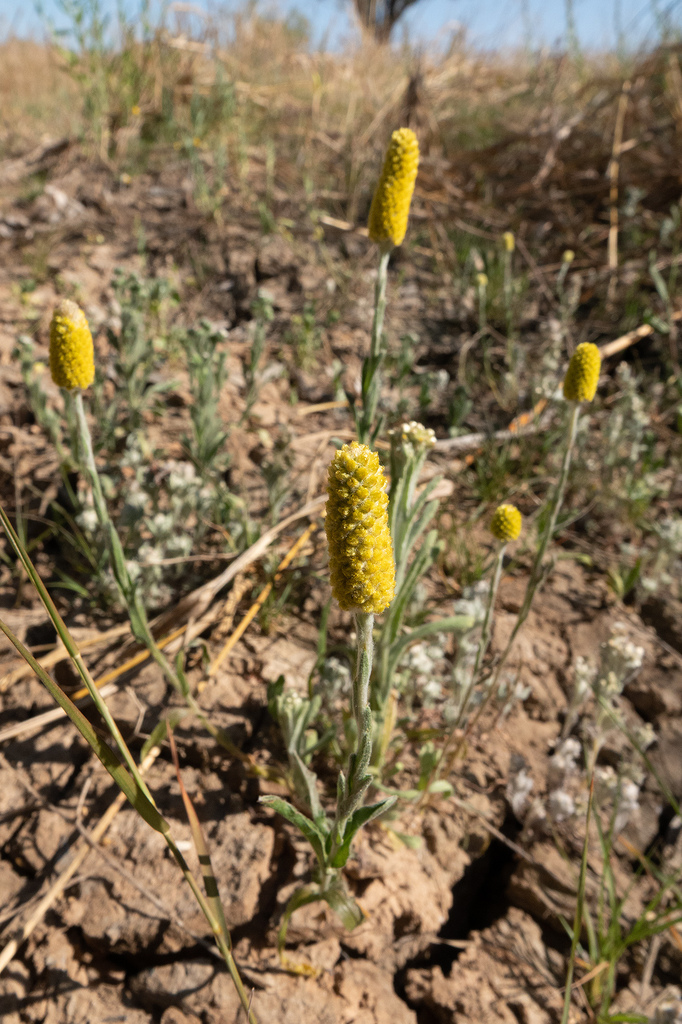 Angianthus from Durham QLD 4492, Australia on August 5, 2023 at 11:20 ...