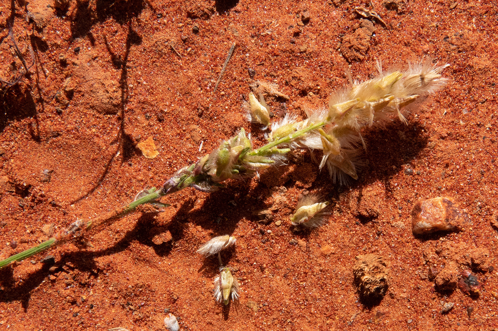 Mulga Mitchell Grass from Noccundra QLD 4492, Australia on August 5 ...