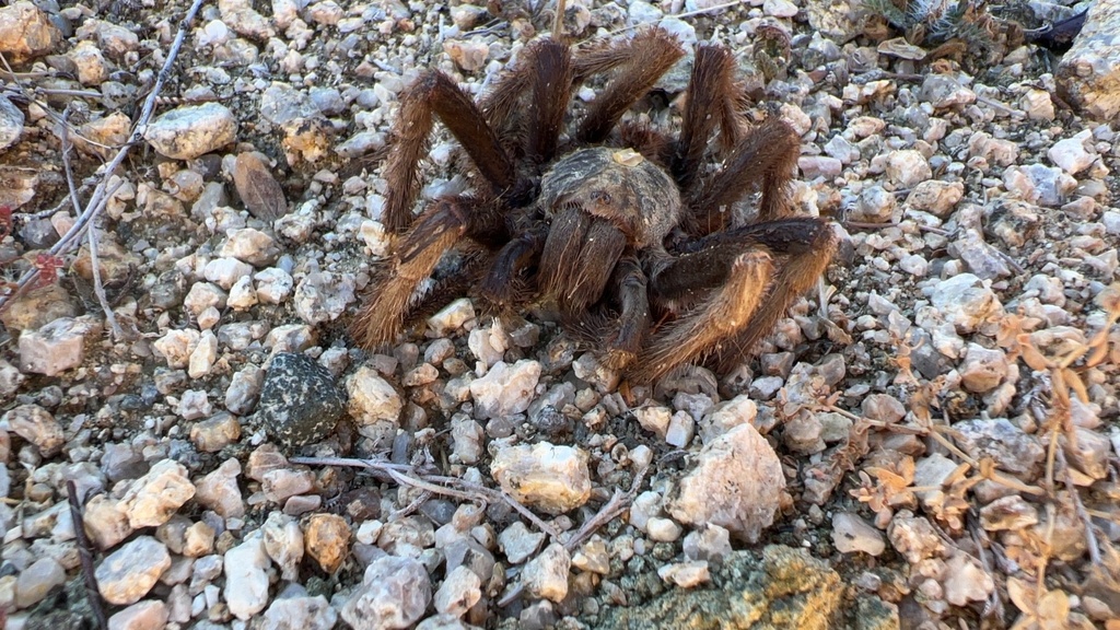 Desert Blonde Tarantula from Joshua Tree National Park, Indio, CA, US ...