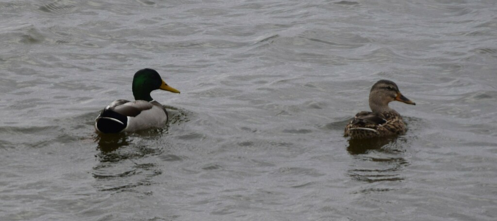 Mallard from Abilene, TX, USA on December 20, 2023 at 09:13 AM by ...