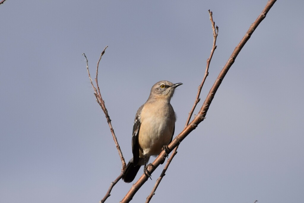 Northern Mockingbird from Abilene, TX, USA on December 20, 2023 at 10: ...