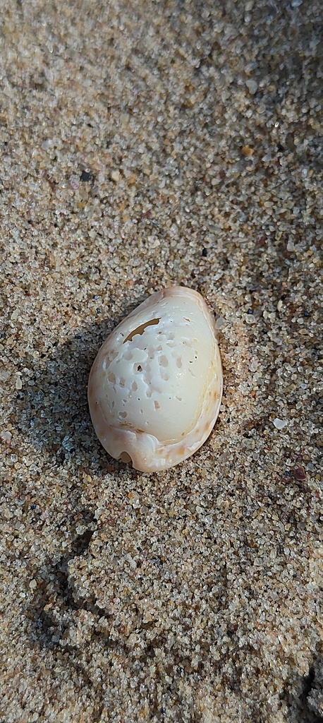 ocellate cowrie from Kapuluppada, Andhra Pradesh, India on December 22 ...