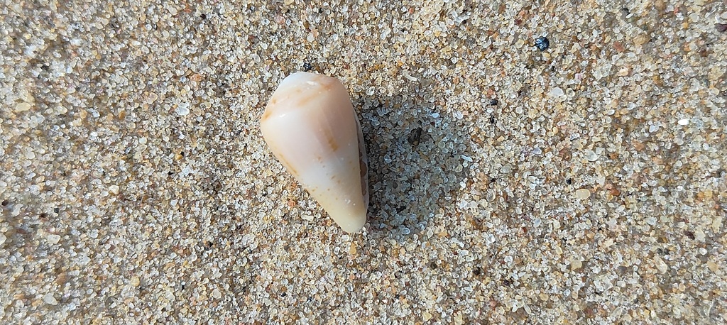 Bilious Cone from Kapuluppada, Andhra Pradesh, India on December 22 ...